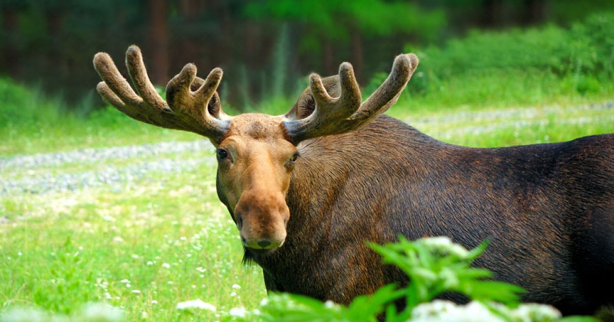 Ny fellingsrekord i hjortejakta – færre elger ble skutt – SSB