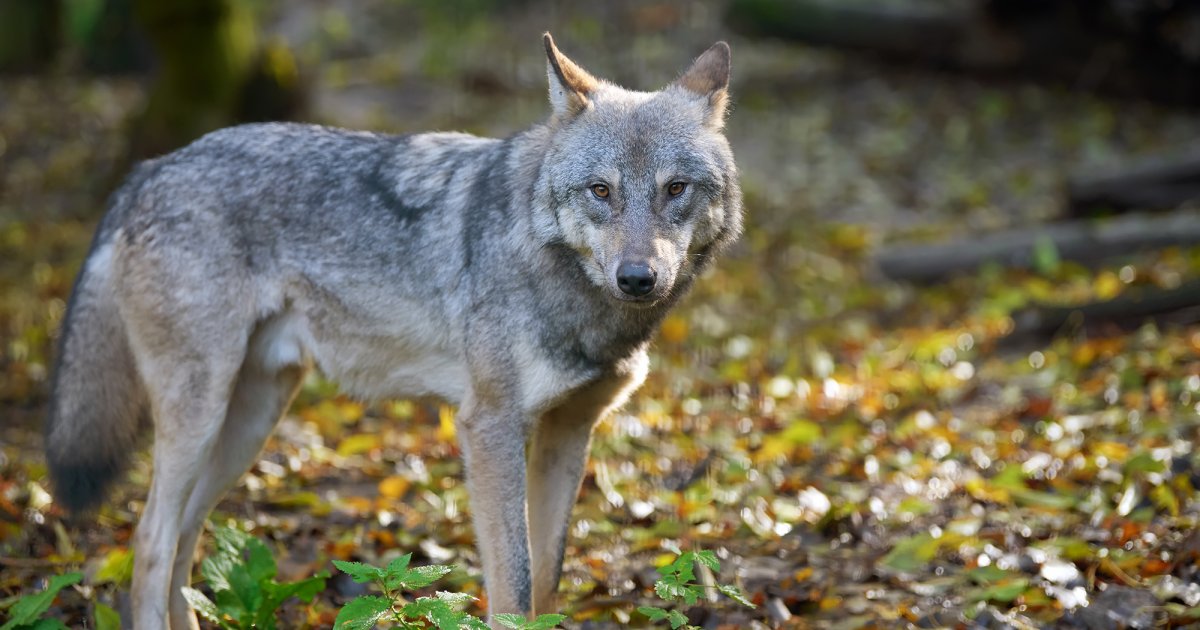 20 ulver felt siste jaktår – SSB