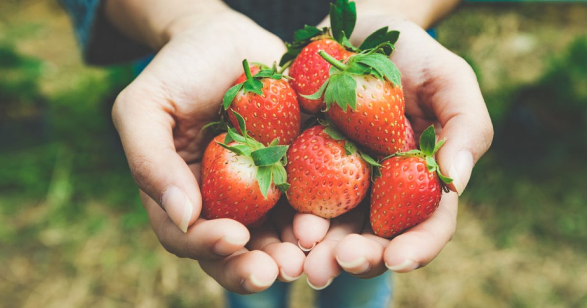 Rekordår for norsk frukt i 2021 – SSB